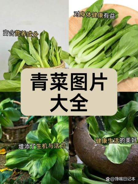 青菜种类大全_哪种青菜最营养-第1张图片-山城妙识