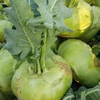 芥菜头图片根图片大全_芥菜头怎么区分品种-第2张图片-山城妙识