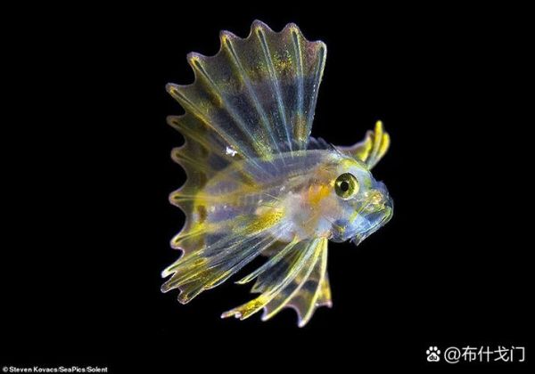 深海鱼类图片大全_深海鱼为什么发光-第1张图片-山城妙识