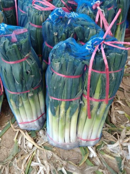 大葱价格多少钱一斤_今日大葱批发价查询-第2张图片-山城妙识