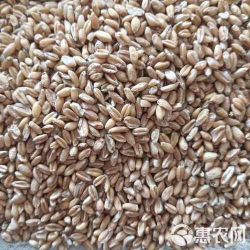 浮小麦长什么样_浮小麦图片真假辨别-第3张图片-山城妙识