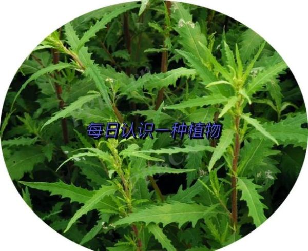 荆芥的功效与作用_荆芥的禁忌有哪些-第2张图片-山城妙识 荆芥的功效与作用_荆芥的禁忌有哪些-第2张图片-山城妙识