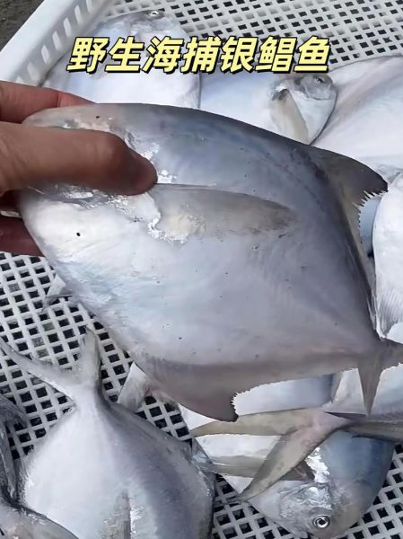 银鲳鱼的功效与作用_孕妇能吃吗-第2张图片-山城妙识 银鲳鱼的功效与作用_孕妇能吃吗-第2张图片-山城妙识