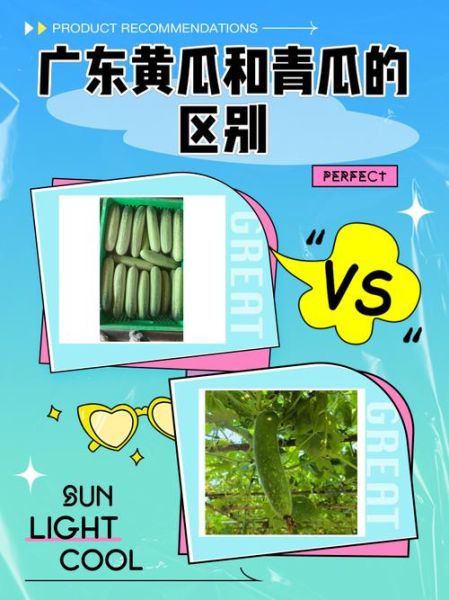 广东黄瓜和青瓜的区别_哪个更好吃-第1张图片-山城妙识