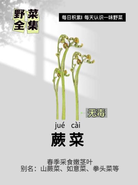经常吃蕨菜会致癌吗_蕨菜致癌真相-第3张图片-山城妙识