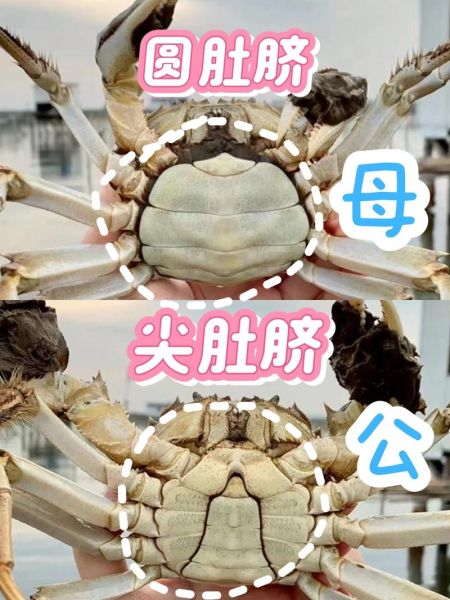 男女河蟹是什么意思_男女河蟹的真正含义-第3张图片-山城妙识 男女河蟹是什么意思_男女河蟹的真正含义-第3张图片-山城妙识
