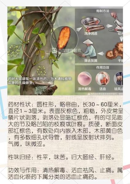 血藤的功效与作用_血藤能治疗哪些病-第1张图片-山城妙识 血藤的功效与作用_血藤能治疗哪些病-第1张图片-山城妙识