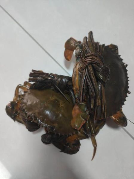 青蟹怎么保存活得久_青蟹能活多久-第3张图片-山城妙识