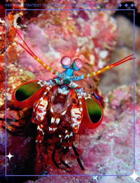 螳螂虾vs枪虾_谁才是海洋最强拳击手-第1张图片-山城妙识