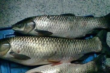 鲩鱼是什么鱼_鲩鱼和草鱼一样吗-第2张图片-山城妙识