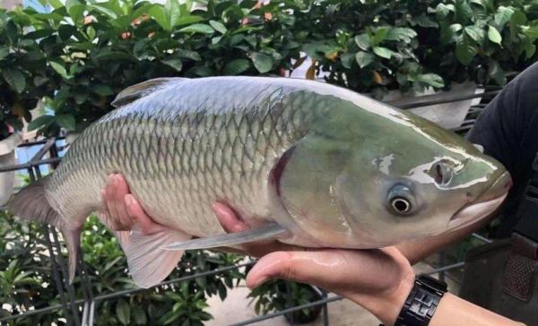 鲩鱼是什么鱼_鲩鱼和草鱼一样吗-第3张图片-山城妙识