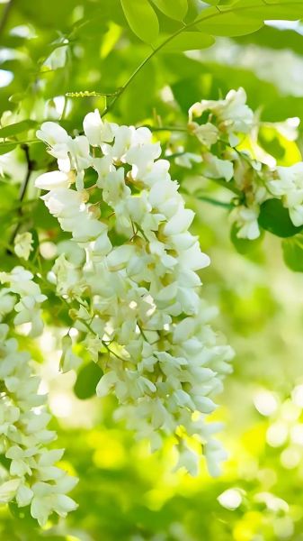 槐花花期在几月份_槐花什么时候开-第1张图片-山城妙识