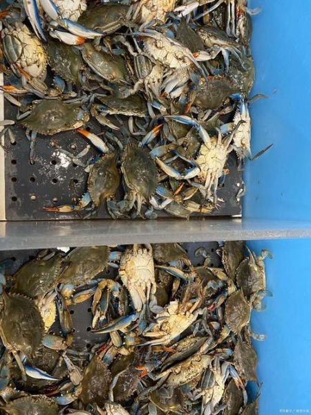 螃蟹怎么处理干净_螃蟹清洗步骤-第3张图片-山城妙识