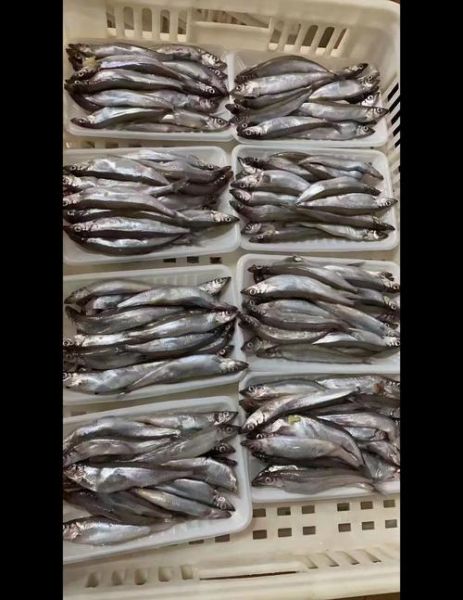 冷冻多春鱼不用去内脏_冷冻多春鱼怎么清洗-第1张图片-山城妙识