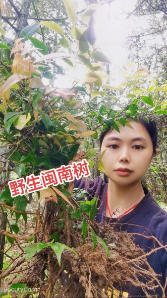 乌饭树果怎么吃_乌饭树果的功效与作用-第3张图片-山城妙识