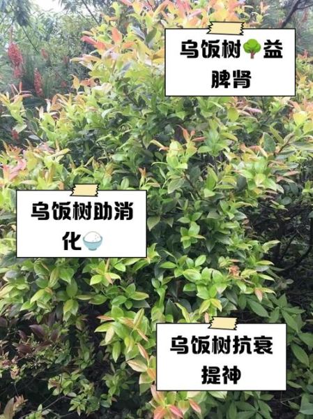 乌饭树果怎么吃_乌饭树果的功效与作用-第2张图片-山城妙识