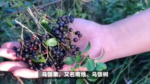 乌饭树果怎么吃_乌饭树果的功效与作用-第1张图片-山城妙识