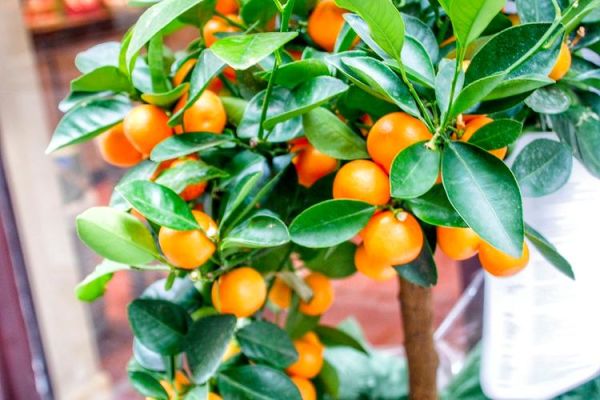 金桔树施什么肥料最好_金桔树施肥时间和方法-第3张图片-山城妙识