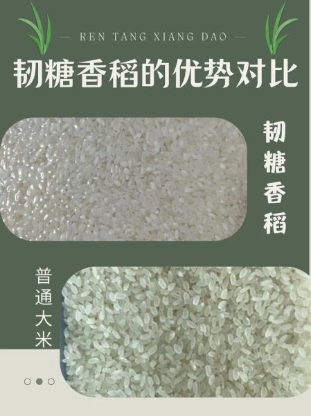 香米和普通大米区别_香米怎么选-第1张图片-山城妙识 香米和普通大米区别_香米怎么选-第1张图片-山城妙识