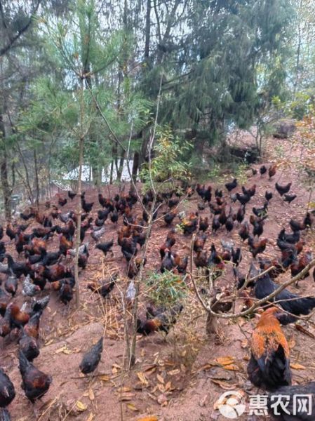 跑山鸡养殖基地选址要求_跑山鸡养殖基地投资多少钱-第1张图片-山城妙识