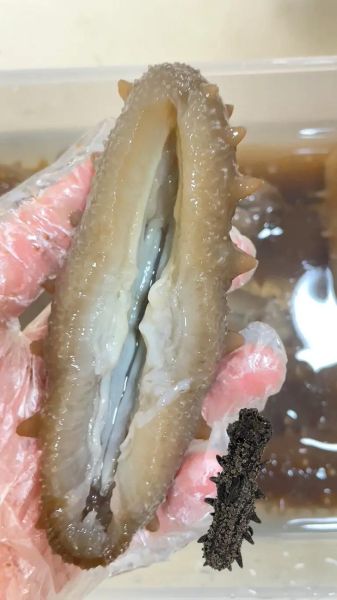 海参泡发用淘米水好吗_海参怎么泡发最快-第1张图片-山城妙识