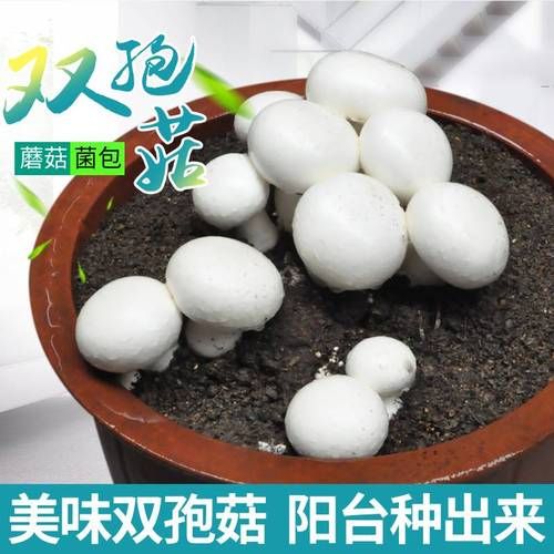 双孢菇种植技术_如何在家种出高产双孢菇-第3张图片-山城妙识 双孢菇种植技术_如何在家种出高产双孢菇-第3张图片-山城妙识