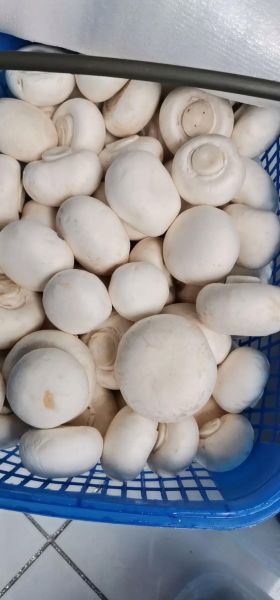 双孢菇种植技术_如何在家种出高产双孢菇-第2张图片-山城妙识 双孢菇种植技术_如何在家种出高产双孢菇-第2张图片-山城妙识