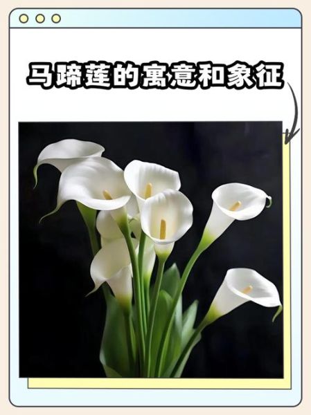 马蹄莲的花语是什么_马蹄莲适合送什么人-第2张图片-山城妙识