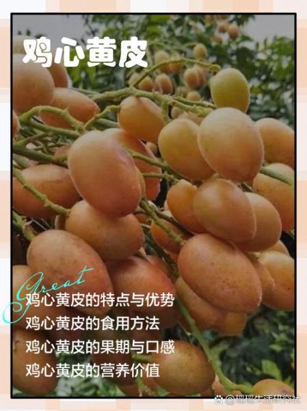 鸡心黄皮怎么种_鸡心黄皮的功效与作用-第2张图片-山城妙识
