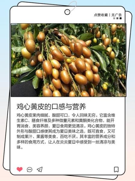 鸡心黄皮怎么种_鸡心黄皮的功效与作用-第3张图片-山城妙识