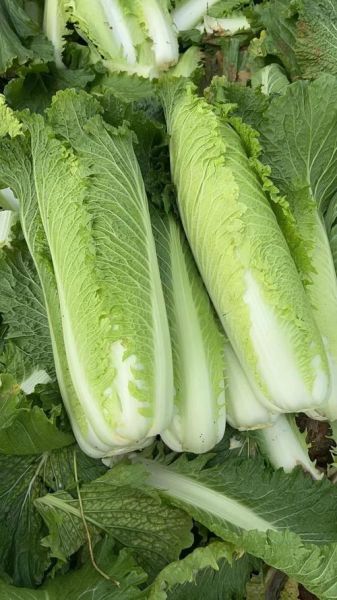 烟筒白菜是哪里的菜_烟筒白菜属于哪个菜系-第3张图片-山城妙识