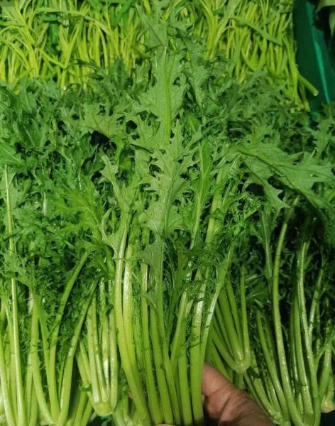 雪里红是什么菜_雪里红图片长什么样-第1张图片-山城妙识