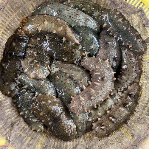 海参价格差别为什么那么大_海参多少钱一斤合理-第3张图片-山城妙识 海参价格差别为什么那么大_海参多少钱一斤合理-第3张图片-山城妙识