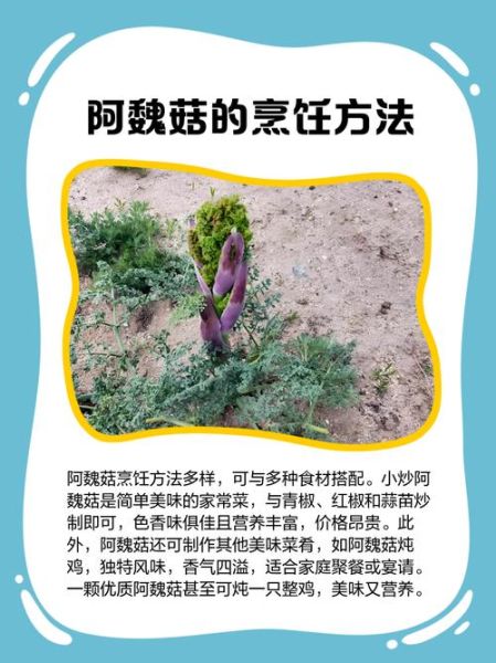 阿魏菇多少钱一斤_阿魏菇价格为什么差异大-第1张图片-山城妙识