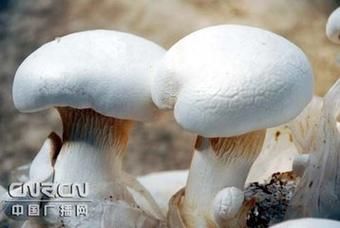 阿魏菇多少钱一斤_阿魏菇价格为什么差异大-第3张图片-山城妙识