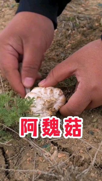 阿魏菇多少钱一斤_阿魏菇价格为什么差异大-第2张图片-山城妙识