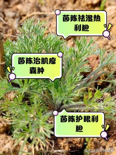 茵陈的功效与作用及禁忌_茵陈泡水喝的正确方法-第1张图片-山城妙识 茵陈的功效与作用及禁忌_茵陈泡水喝的正确方法-第1张图片-山城妙识