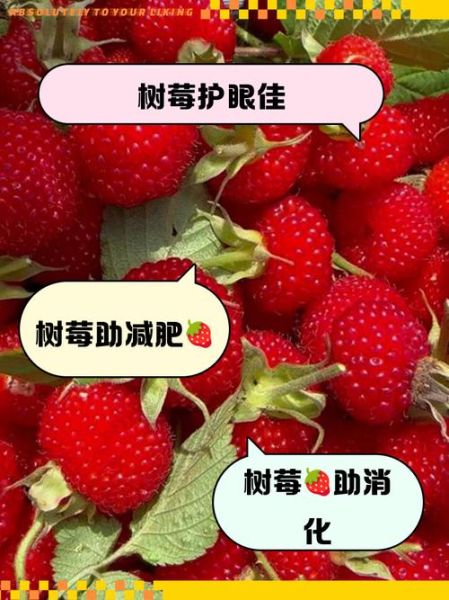 树梅的功效与作用_树梅怎么吃最好-第1张图片-山城妙识