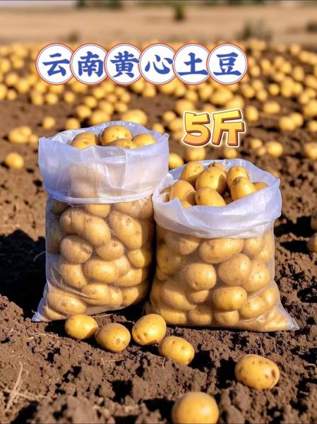 土豆价格最新行情2021_土豆为什么涨价-第1张图片-山城妙识 土豆价格最新行情2021_土豆为什么涨价-第1张图片-山城妙识