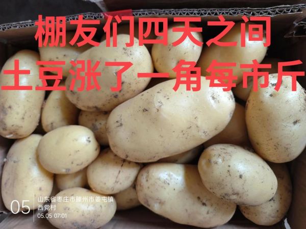 土豆价格最新行情2021_土豆为什么涨价-第2张图片-山城妙识 土豆价格最新行情2021_土豆为什么涨价-第2张图片-山城妙识
