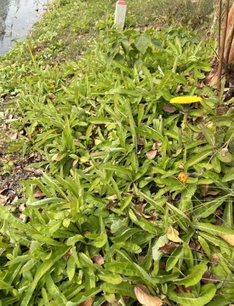 苦菜长什么样_如何准确识别苦菜-第2张图片-山城妙识