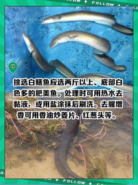 白鳝养殖需要什么条件_白鳝养殖水质要求-第1张图片-山城妙识