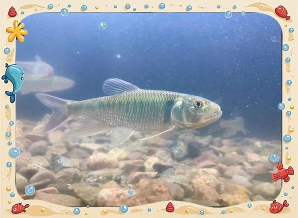 马口鱼和白条的区别_如何一眼分辨-第3张图片-山城妙识 马口鱼和白条的区别_如何一眼分辨-第3张图片-山城妙识