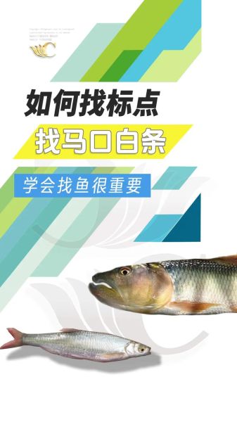 马口鱼和白条的区别_如何一眼分辨-第2张图片-山城妙识 马口鱼和白条的区别_如何一眼分辨-第2张图片-山城妙识
