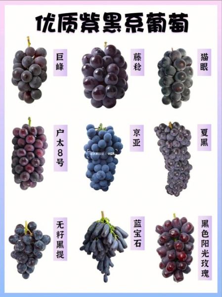 黑葡萄有哪些品种_黑葡萄品种大全-第3张图片-山城妙识