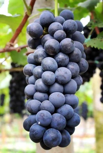 黑葡萄有哪些品种_黑葡萄品种大全-第2张图片-山城妙识