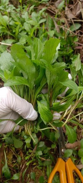 农村野菜大全配图片和名字_农村野菜有哪些-第1张图片-山城妙识