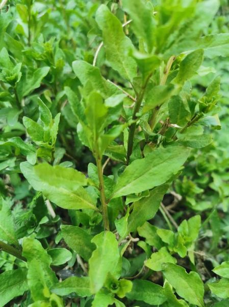 农村野菜大全配图片和名字_农村野菜有哪些-第3张图片-山城妙识