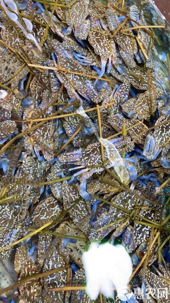 蓝花蟹多少钱一斤_蓝花蟹价格行情-第3张图片-山城妙识