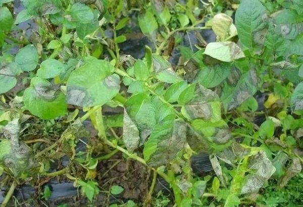 马铃薯晚疫病症状_如何识别与防治-第1张图片-山城妙识